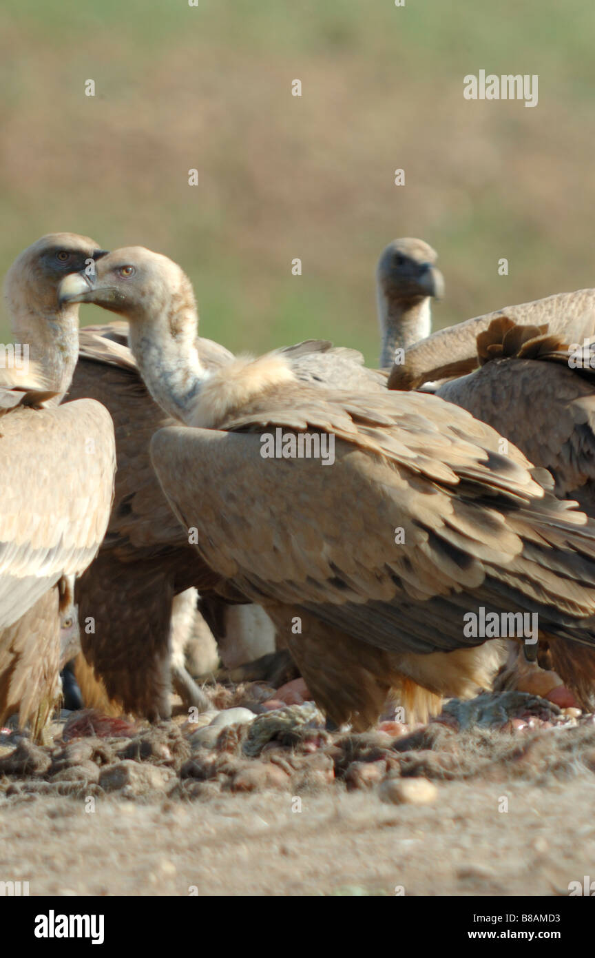 Picture of vulture Stock Photo - Alamy
