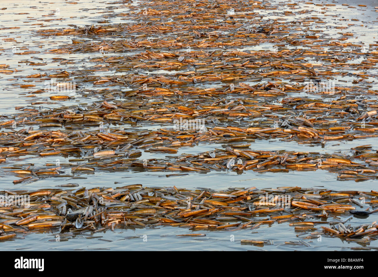 Razor sword clams hi-res stock photography and images - Alamy