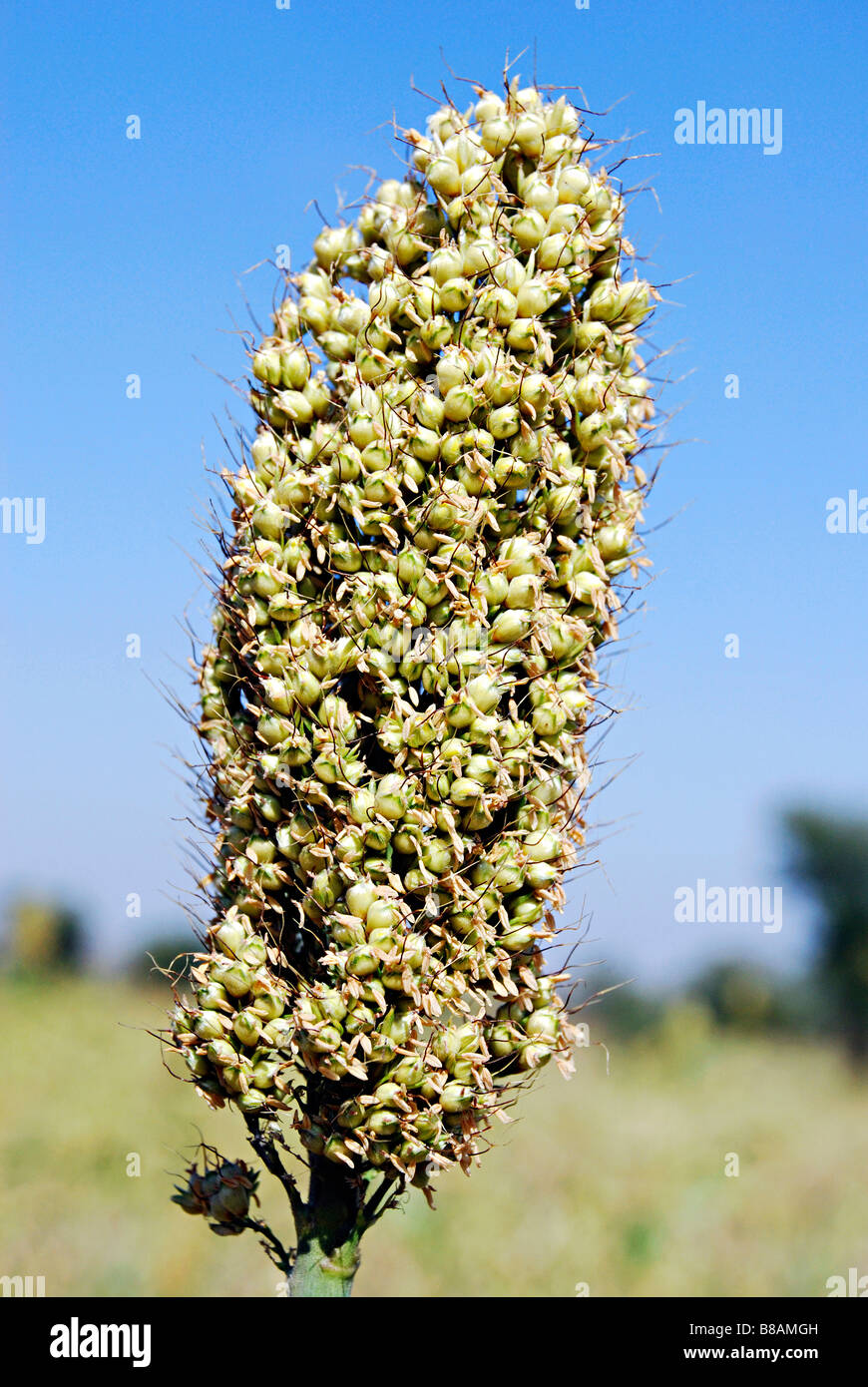 Farm of jawar crop hi-res stock photography and images - Alamy
