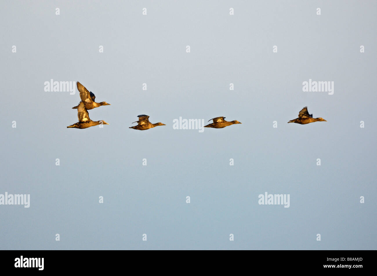 Eider ducks flying hi-res stock photography and images - Alamy