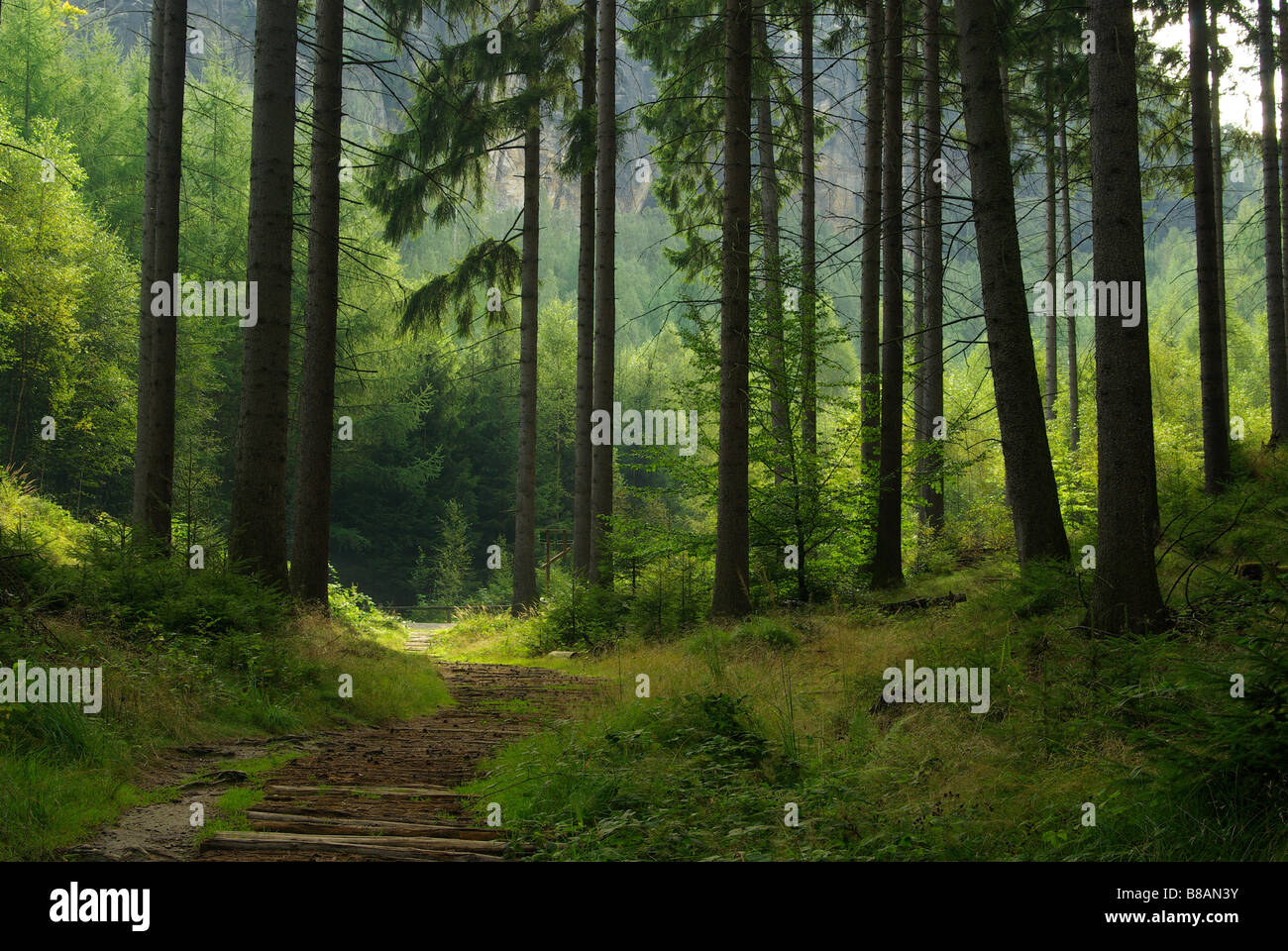 Wald forest 48 Stock Photo - Alamy