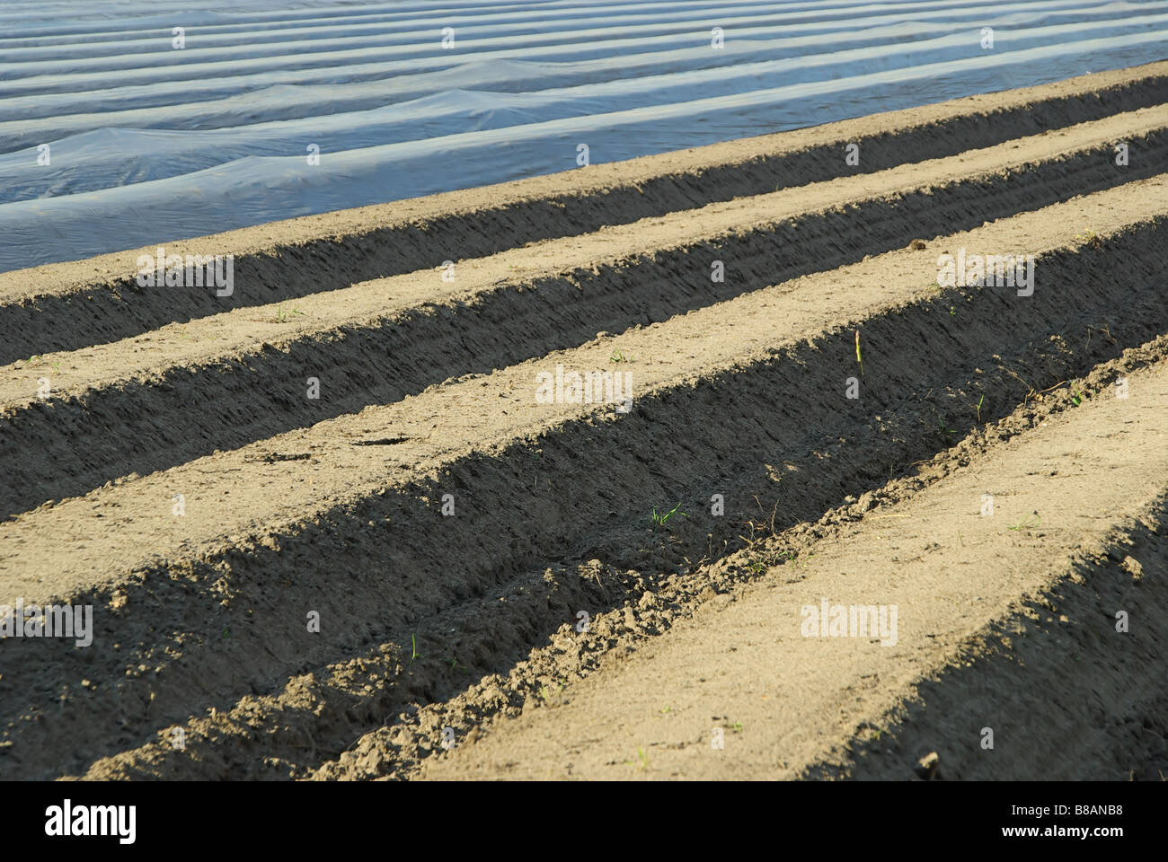 Spargelfeld asparagus field 04 Stock Photo - Alamy