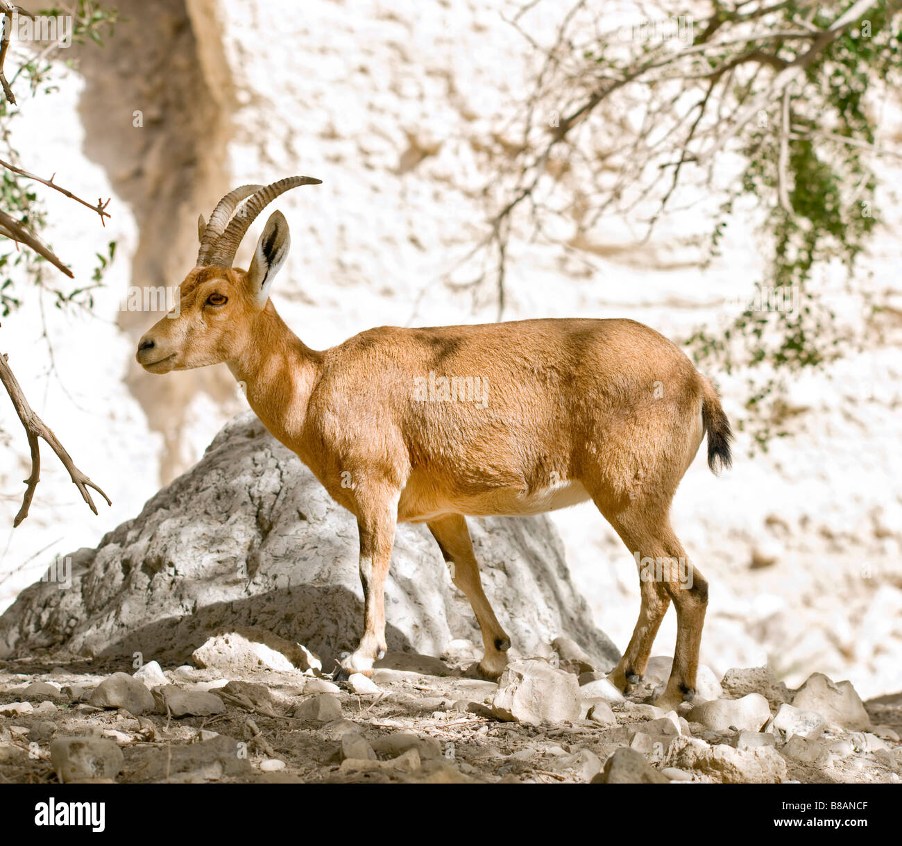 young nubian ibex in Ein Gedi Israel Stock Photo - Alamy