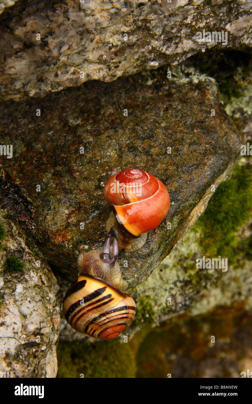 Snails mating hi-res stock photography and images - Alamy