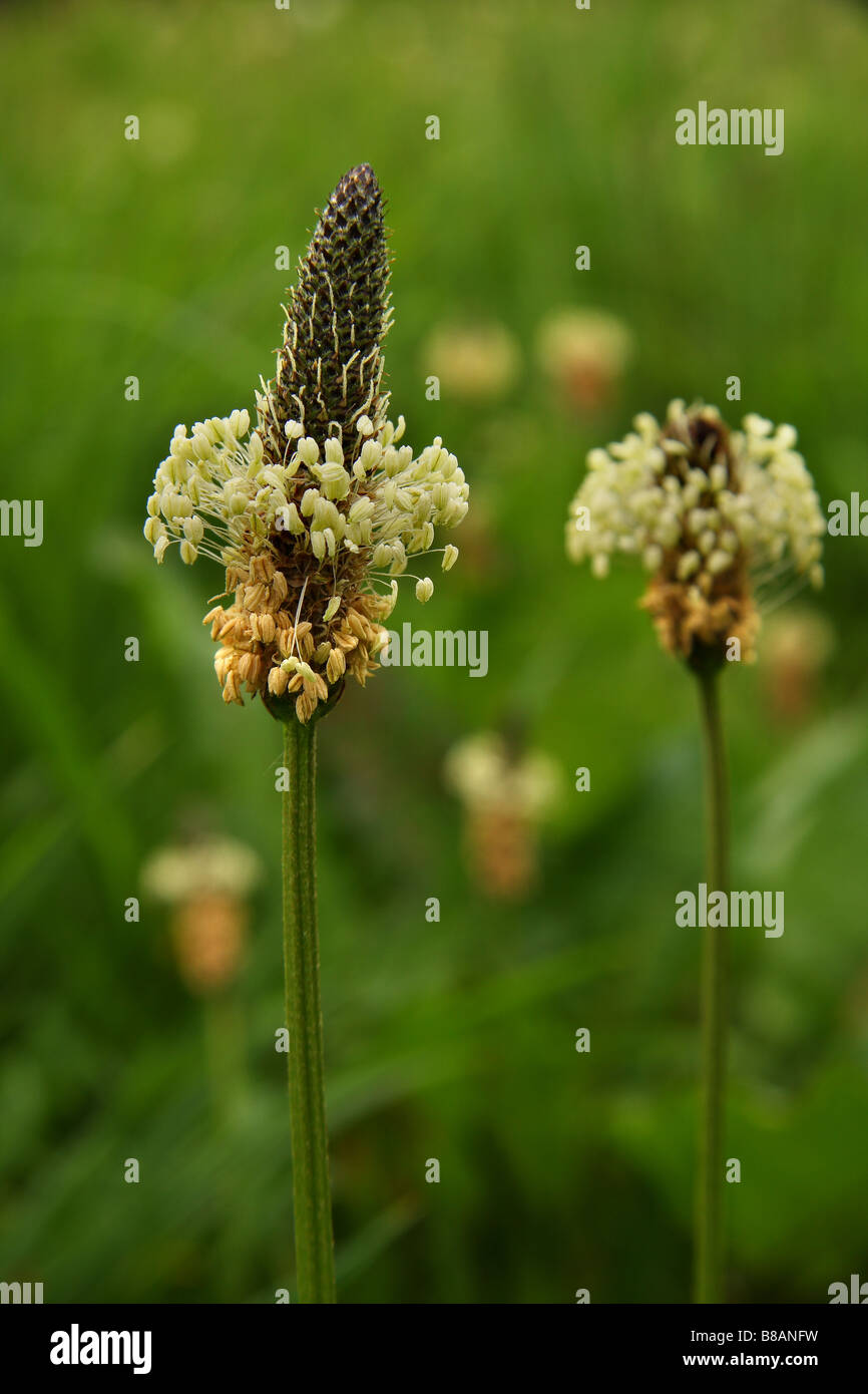 Close up of a Ribwort Stock Photo - Alamy
