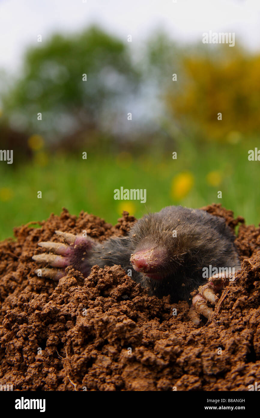 Mole emerging from molehill hi-res stock photography and images - Alamy