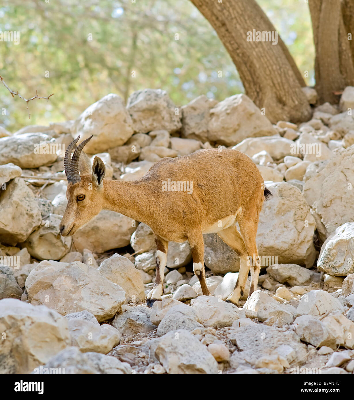 Ibex ein gedi hi-res stock photography and images - Alamy