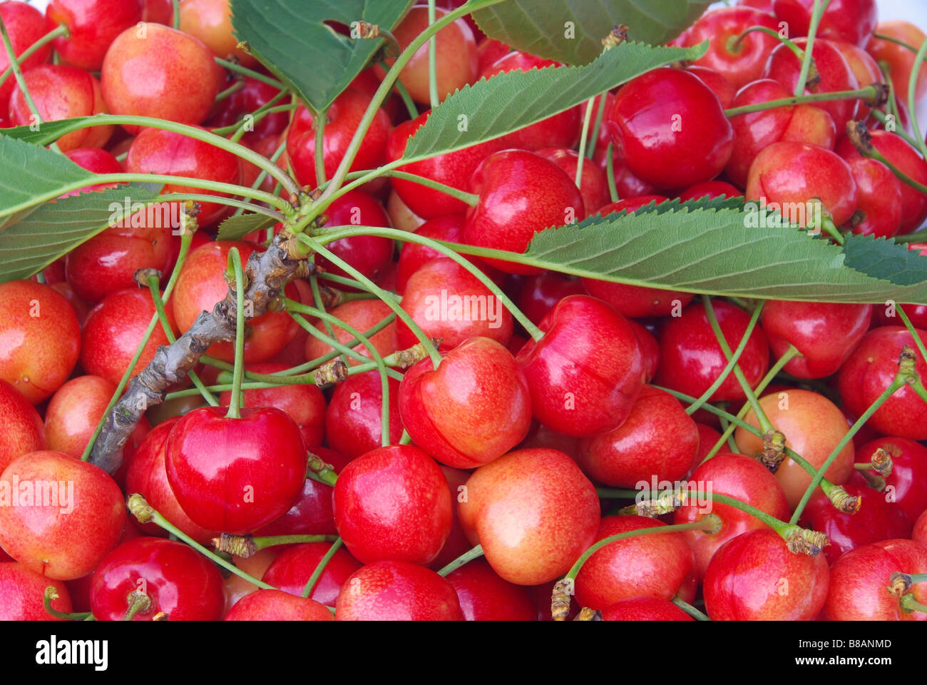 Kirschen hintergrund hi-res stock photography and images - Alamy