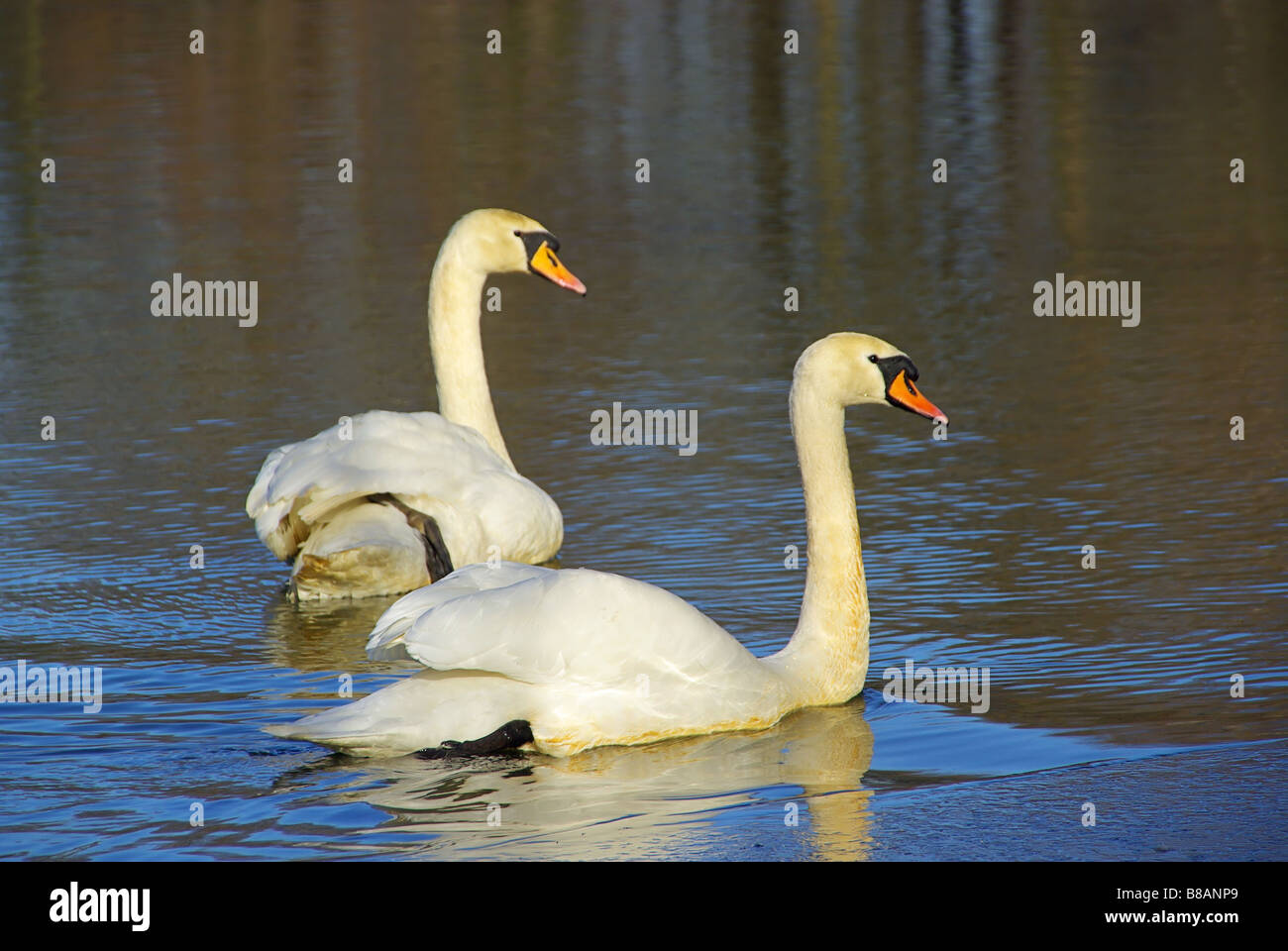 Schwan Swan 10 Stock Photo - Alamy