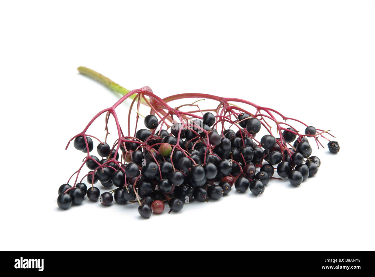 Elder berries hi-res stock photography and images - Alamy