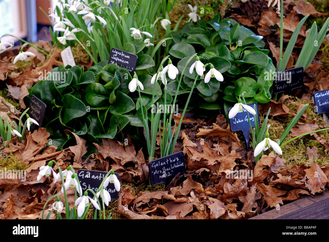 Display of snowdrop varieties Stock Photo - Alamy
