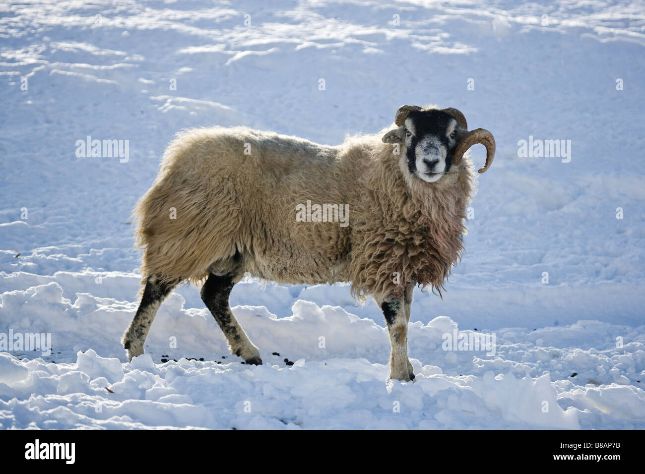 Swaledale Ewes winter near Gunnerside Swaledale Stock Photo - Alamy