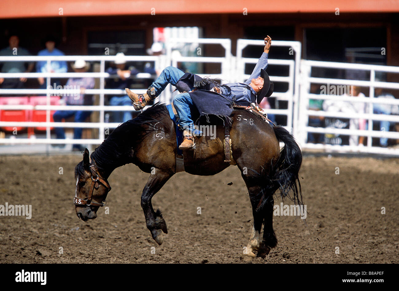 Bareback Bronc Riding, Calgary Stampede Rodeo, Alberta Stock Photo - Alamy