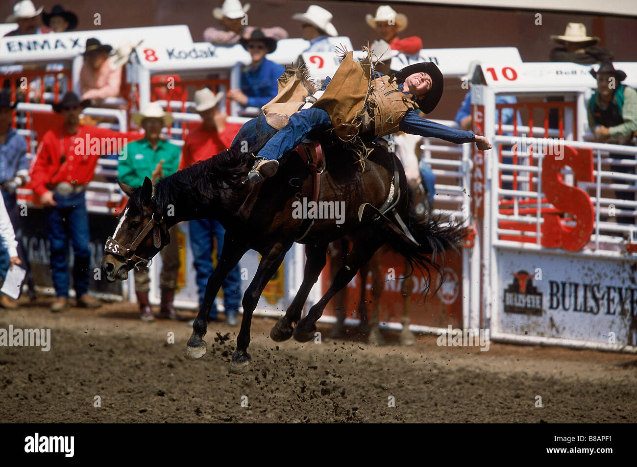 Bareback Bronc Riding, Calgary Stampede Rodeo, Alberta Stock Photo - Alamy