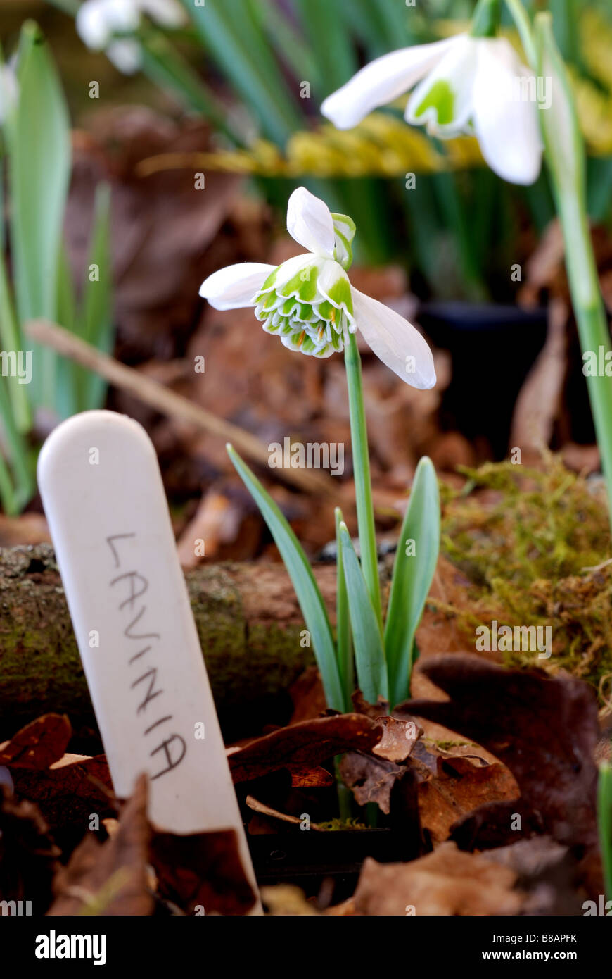 Snowdrop galanthus named variety hi-res stock photography and images ...