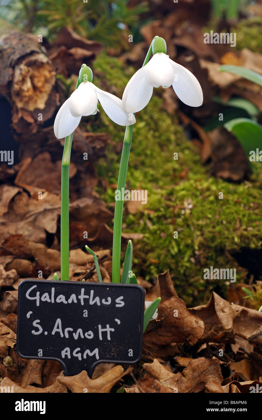 Snowdrop "Sam Arnott Stock Photo - Alamy