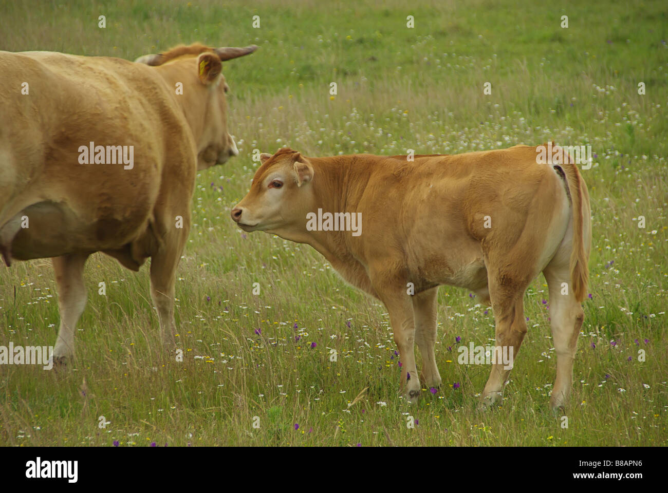 Rind cow 23 Stock Photo - Alamy