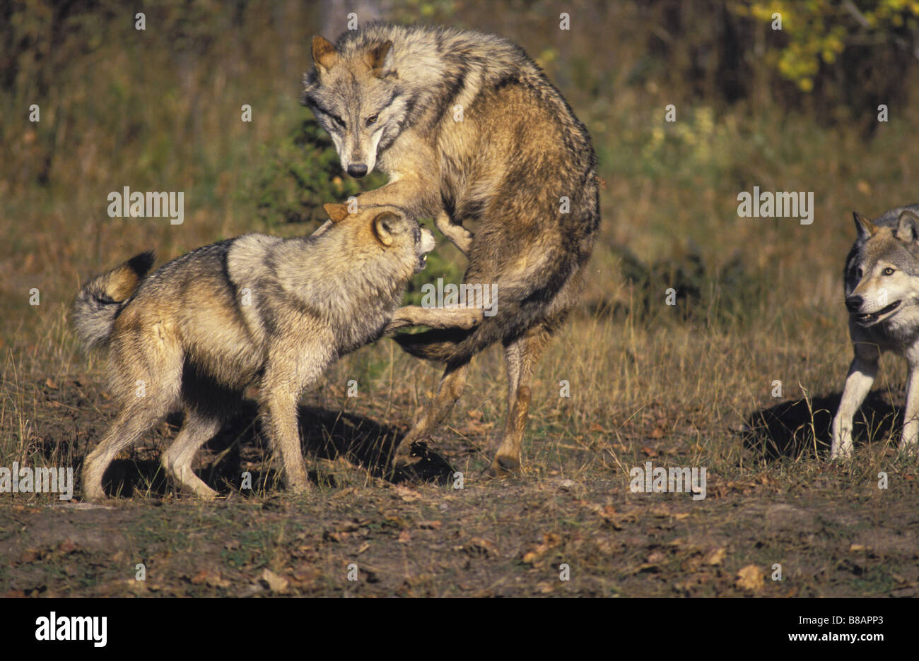 Rocky mountain gray wolf hi-res stock photography and images - Alamy