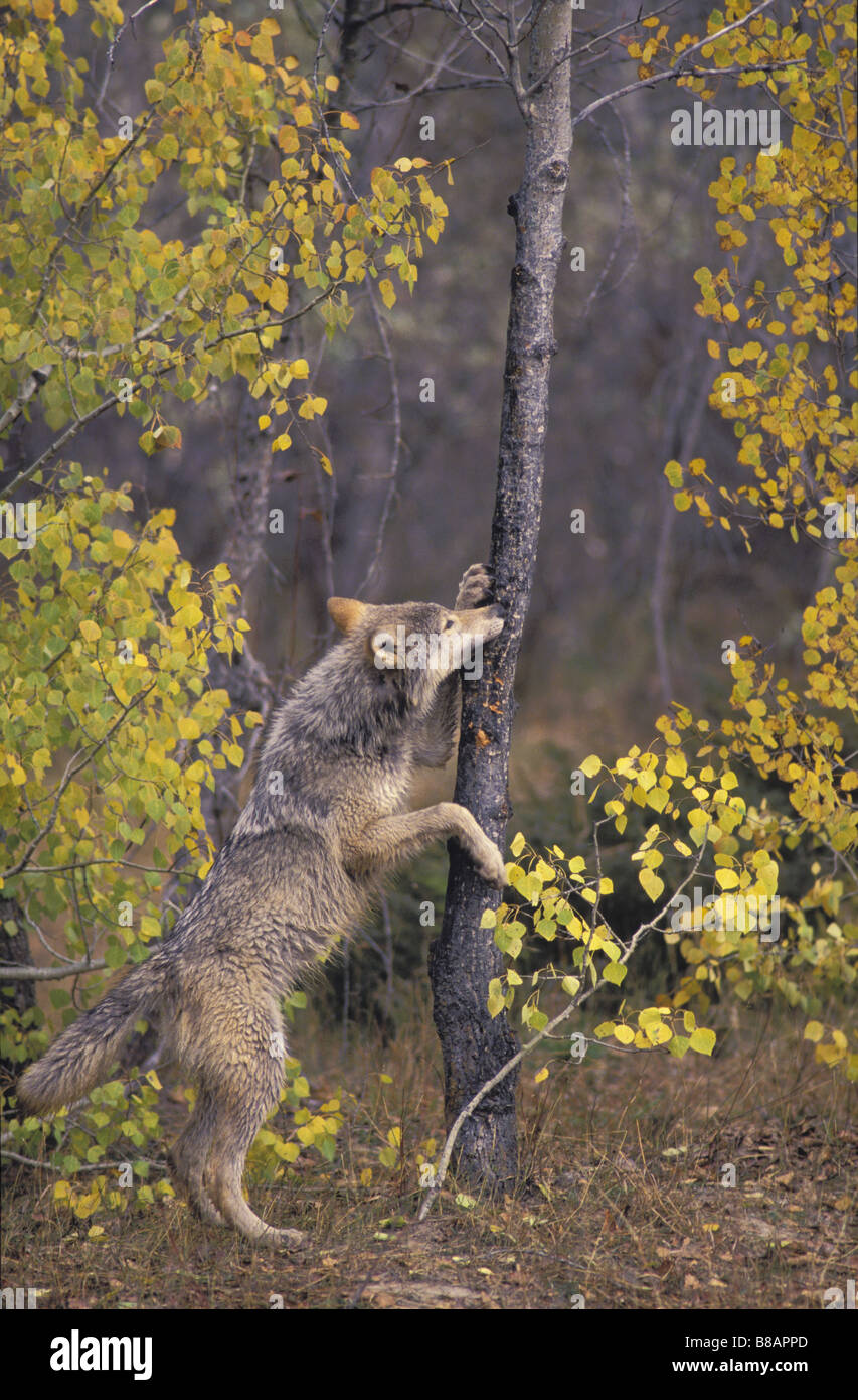 Gray Wolf, Yearling Male Sniffs Aspen tree Stock Photo - Alamy