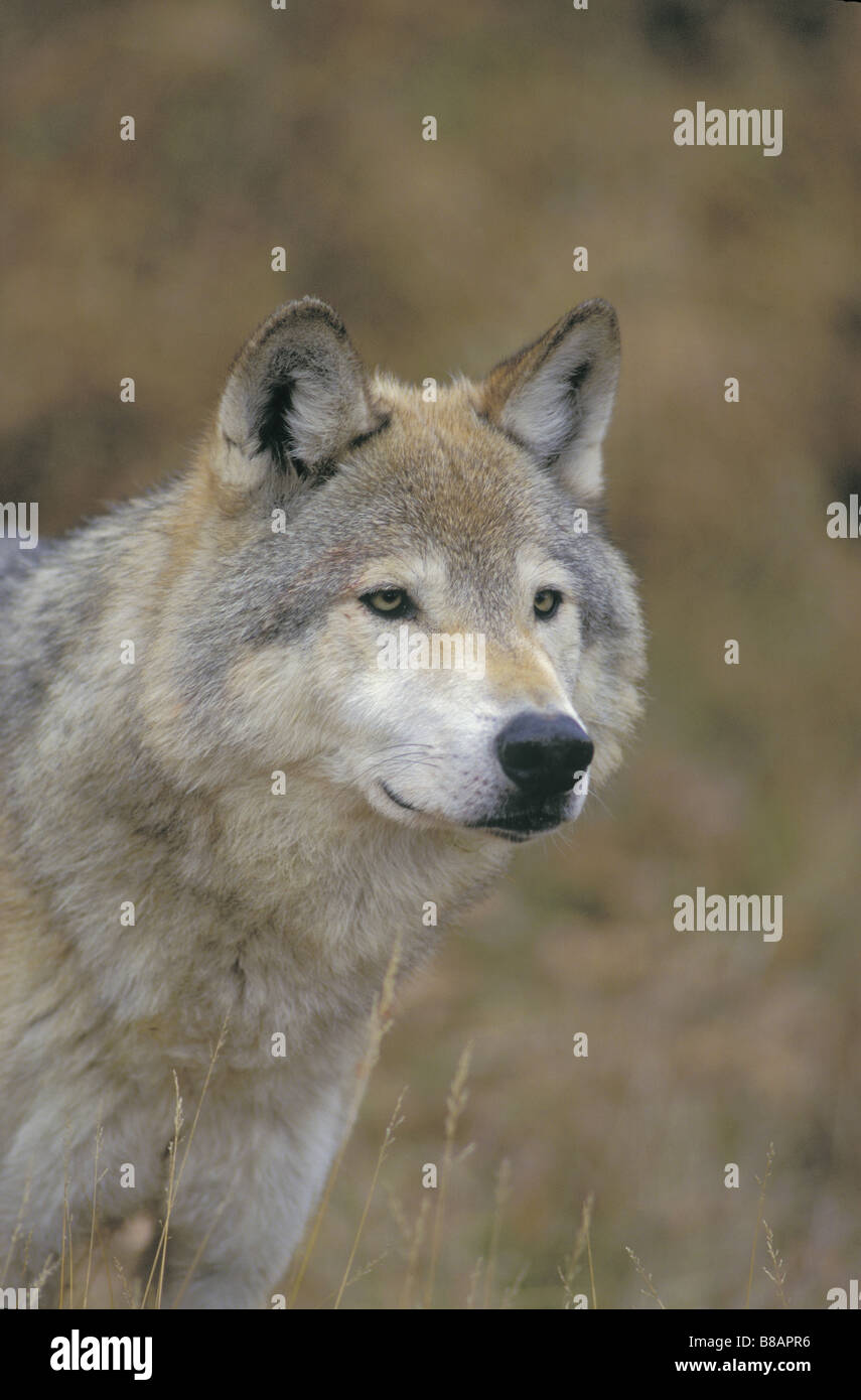 Gray Wolf, Adult Male, Autumn, Rockies Stock Photo - Alamy
