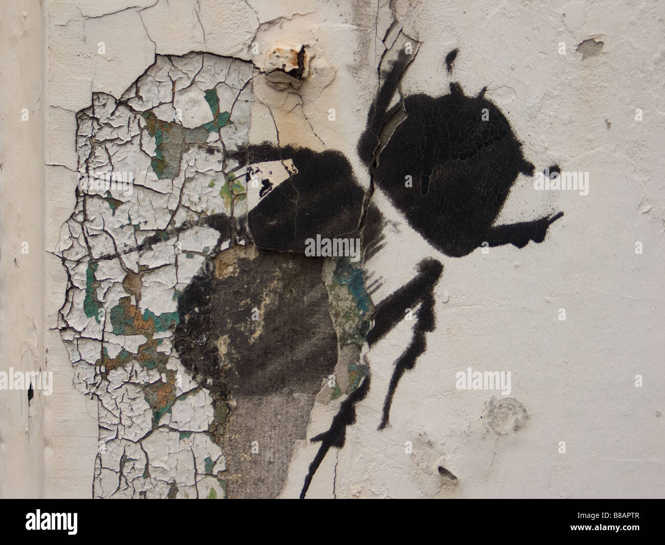 black beetle graffiti on crumbling wall Stock Photo - Alamy