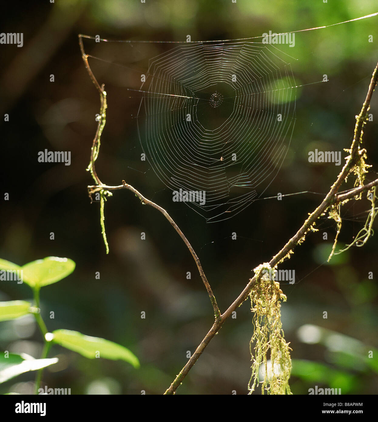 Spider stretching hi-res stock photography and images - Alamy