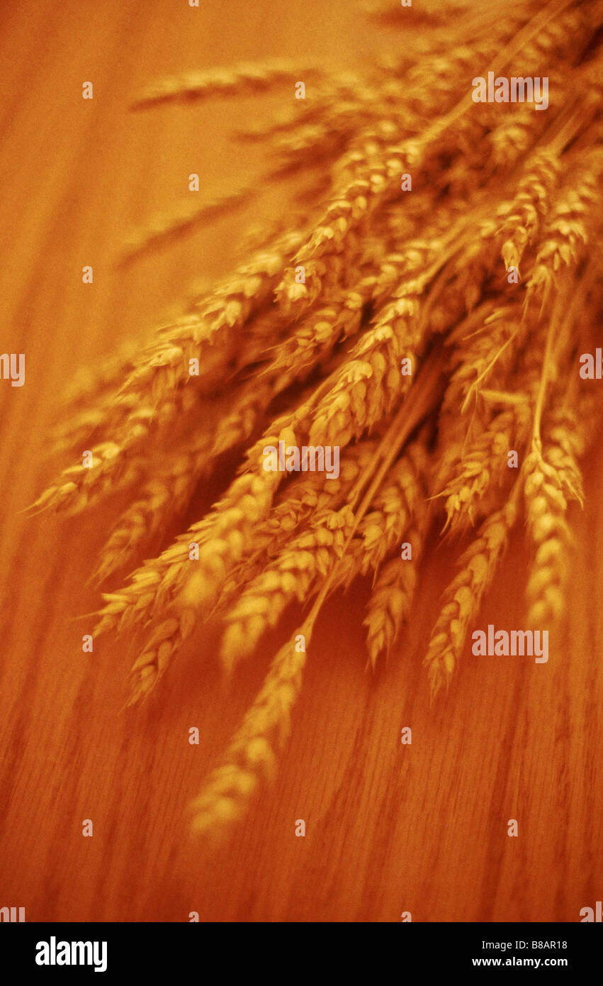 Stylized wheat hi-res stock photography and images - Alamy