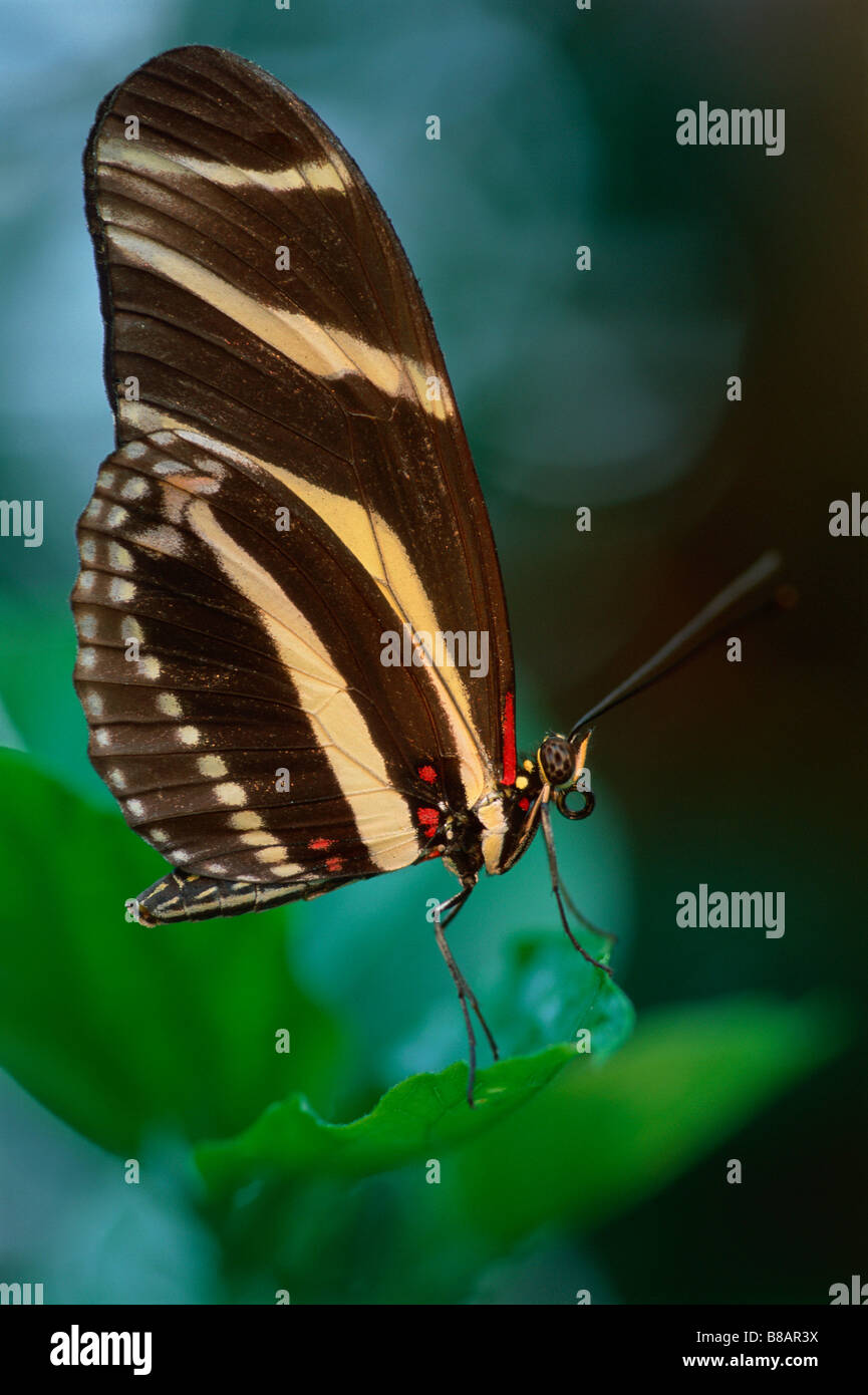 Simon Gardner High Resolution Stock Photography and Images - Alamy