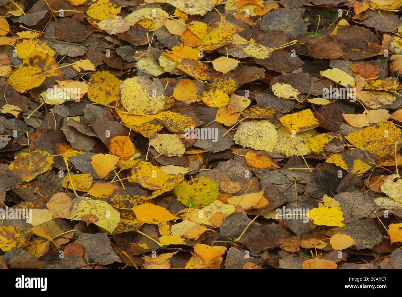 Pappel blatt hi-res stock photography and images - Alamy