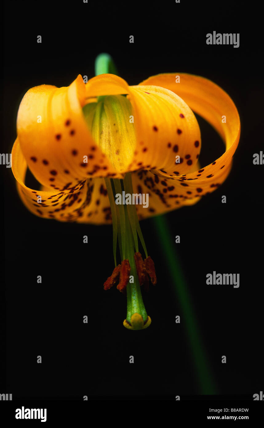 Columbian Lily (Lilium Columbianum Stock Photo - Alamy