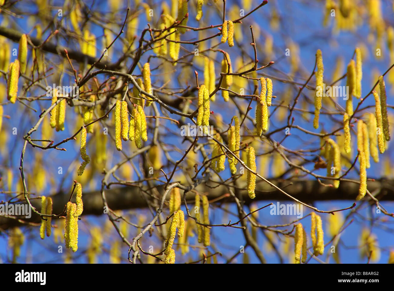 Haselnussbaum hi-res stock photography and images - Alamy