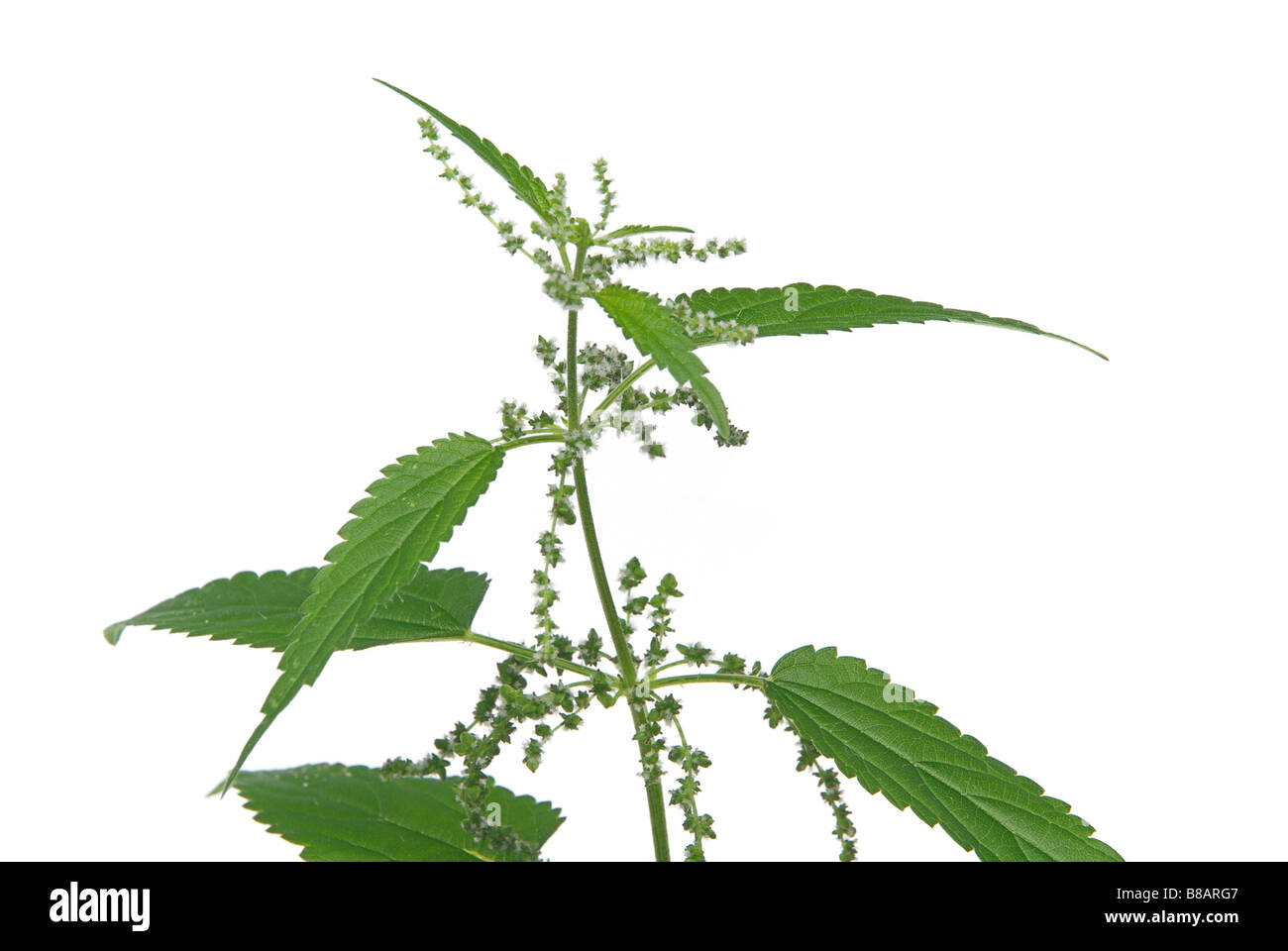 Brennesselblatt hi-res stock photography and images - Alamy