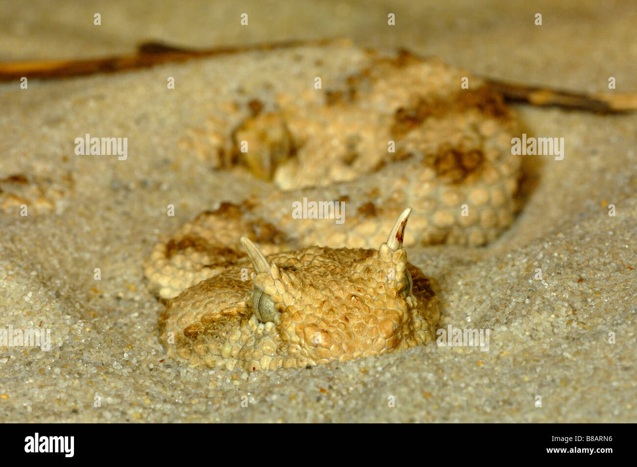 African Desert Horned Viper Stock Photo - Alamy