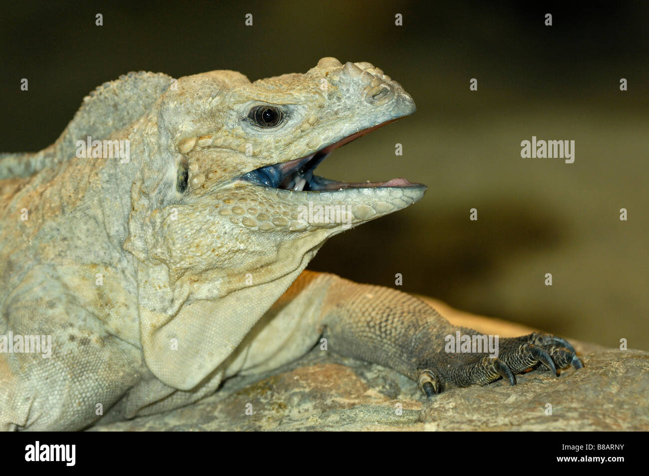 Corned Iguana / Rhinoceros Iguana Stock Photo - Alamy