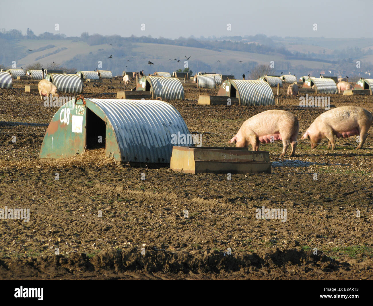 free range pigs on a field Stock Photo - Alamy