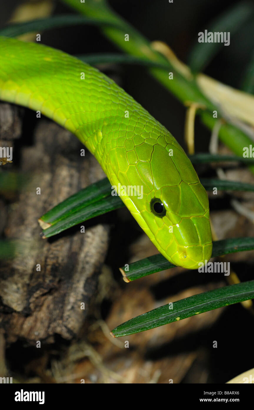 Western green mamba dendroaspis hi-res stock photography and images - Alamy