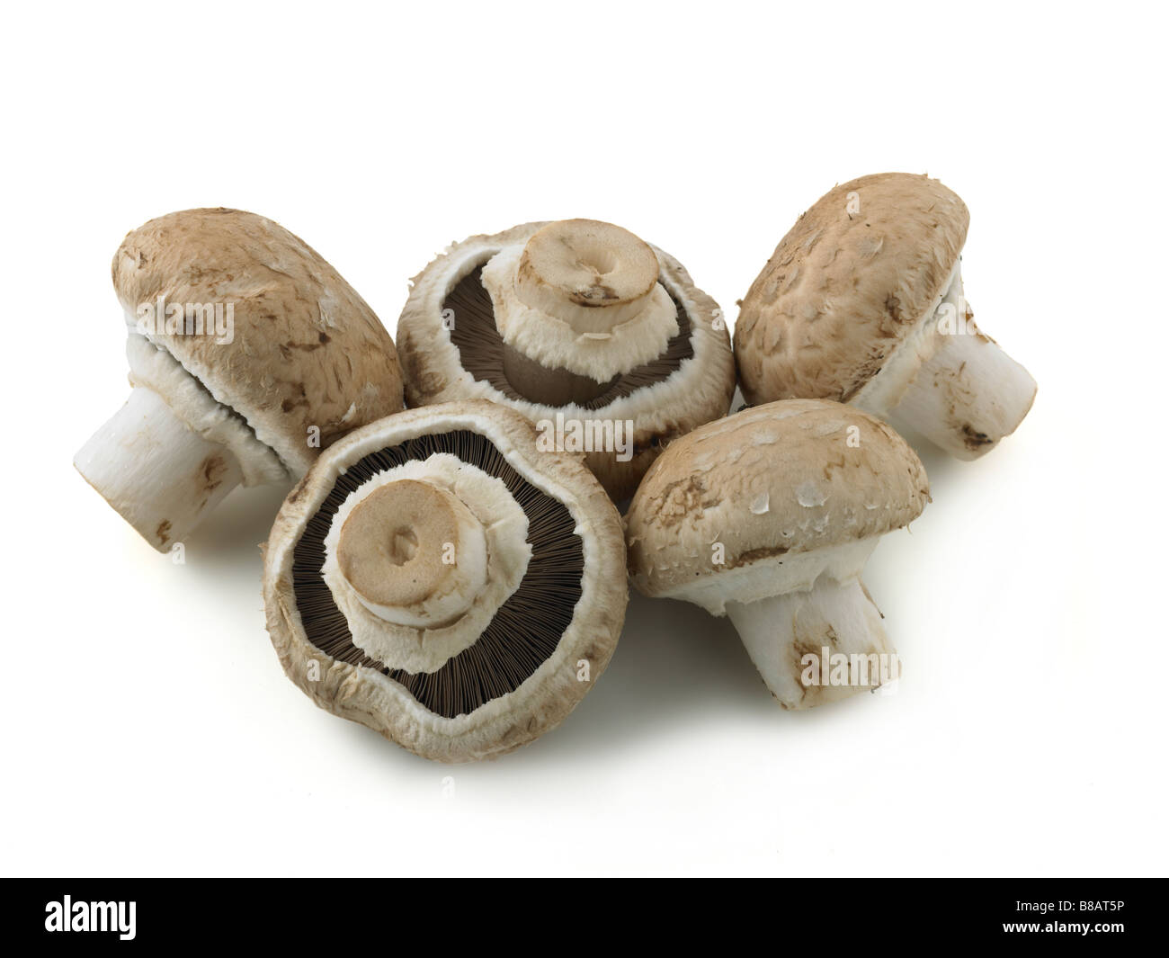 Chestnut mushroom hi-res stock photography and images - Alamy