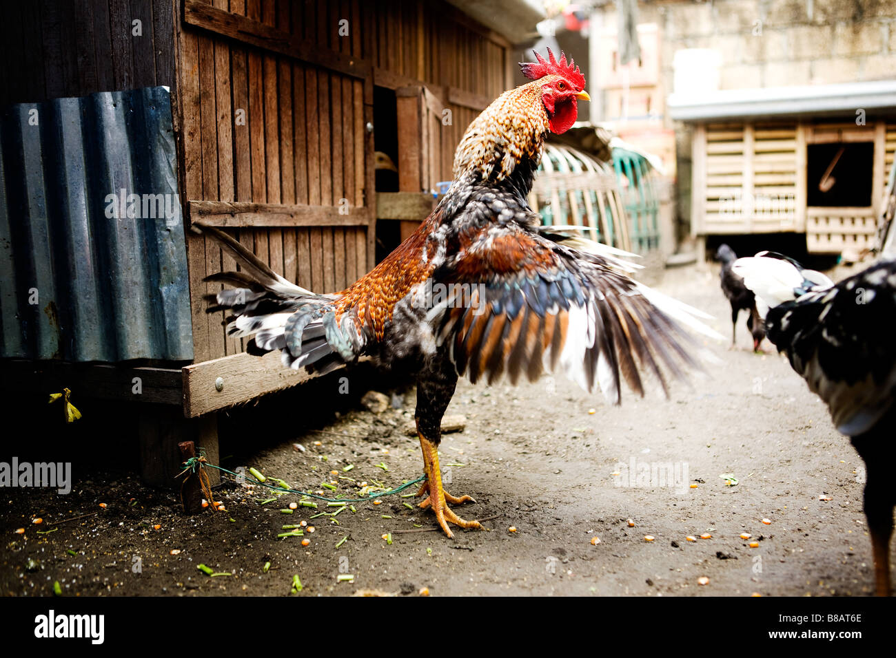 Live chicken in food market hi-res stock photography and images - Alamy