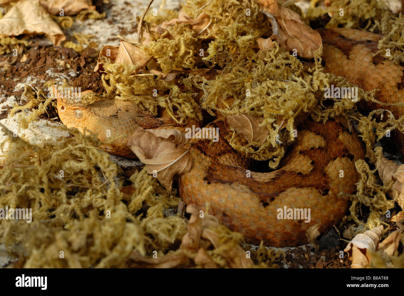 Nose-horned Viper / Sand Viper Stock Photo - Alamy