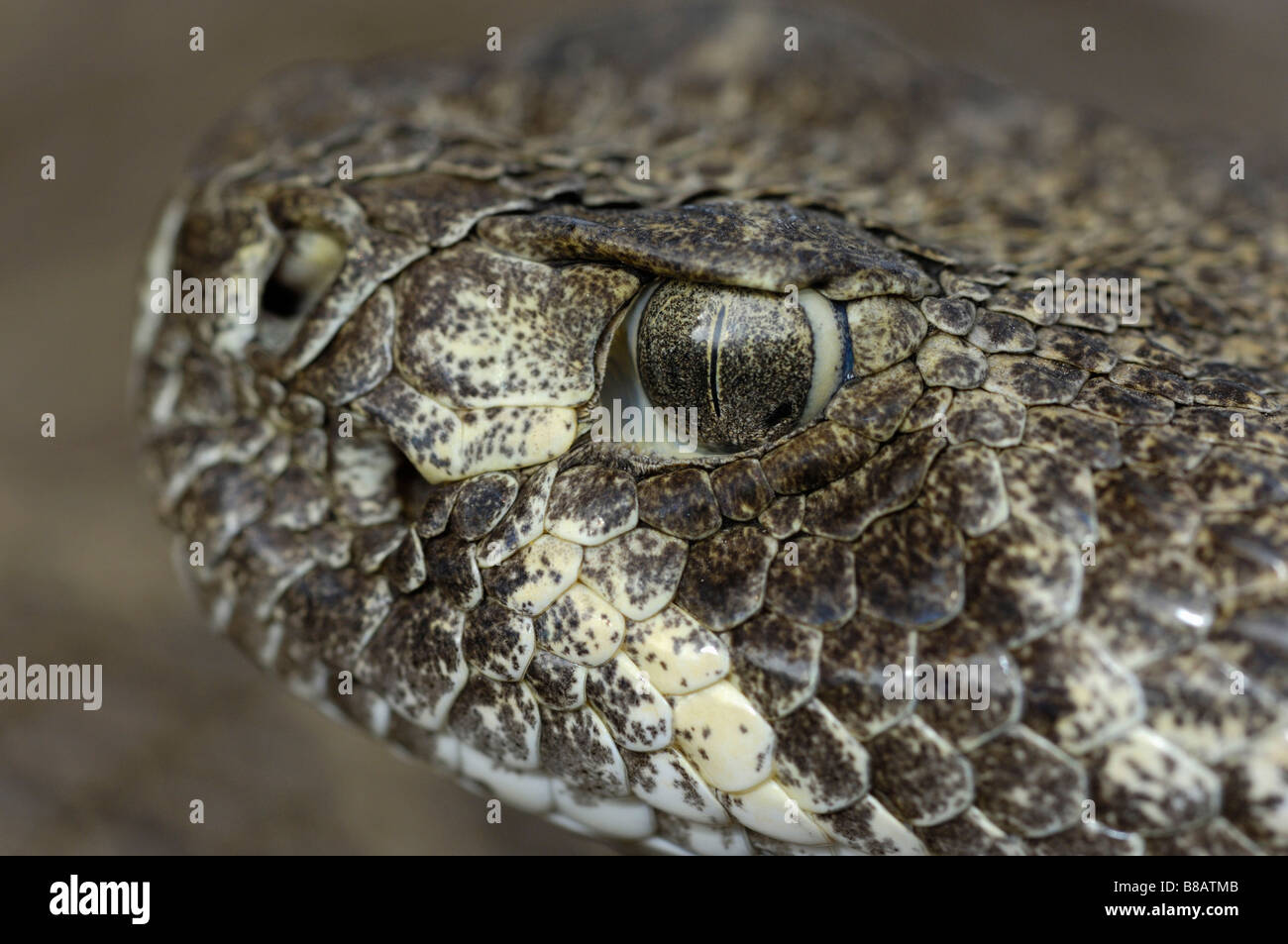 Western Diamondback Rattlesnake Stock Photo - Alamy