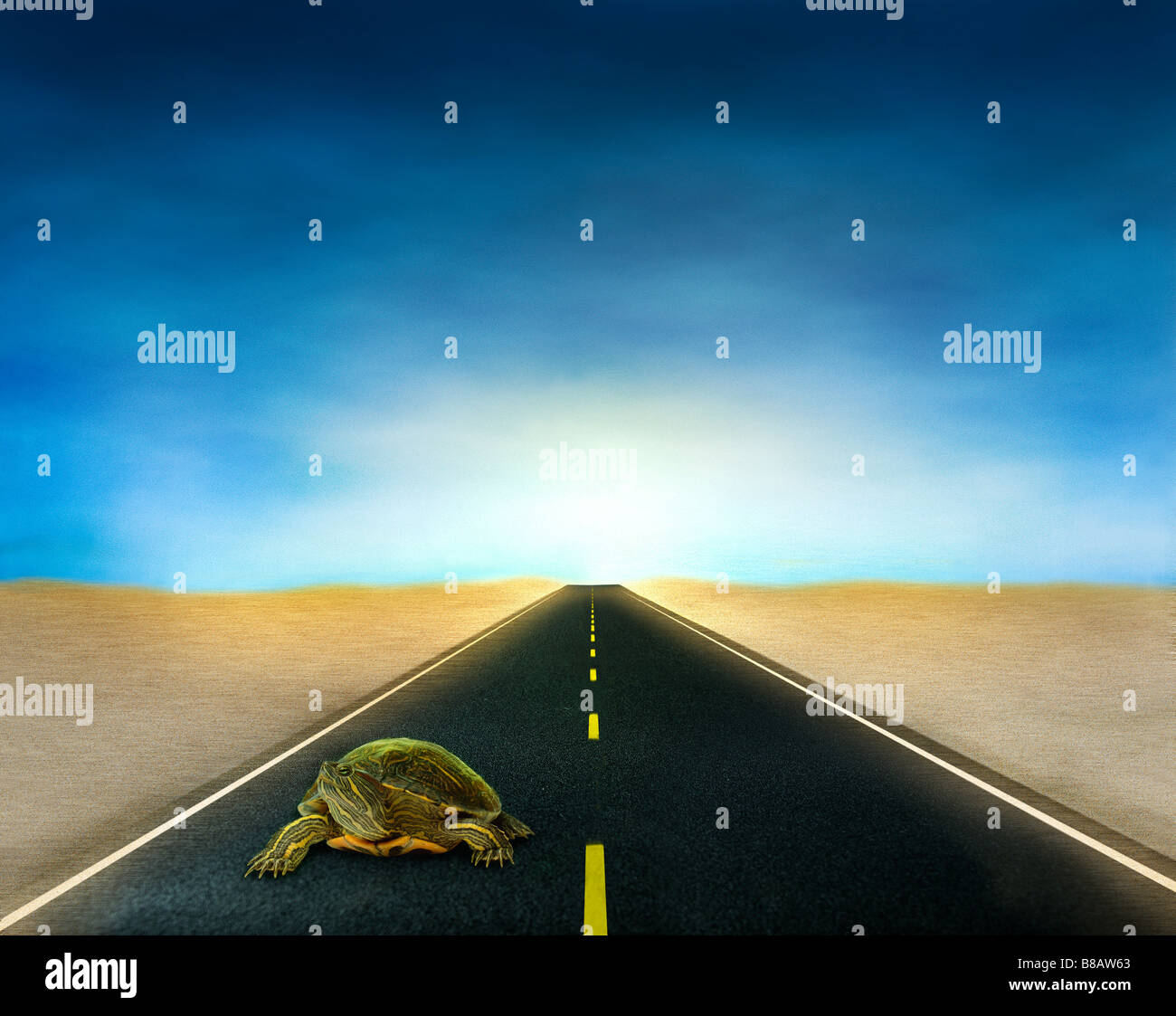 FV3469, Steve Lawrence; Turtle Walking Towards Camera Road Through ...