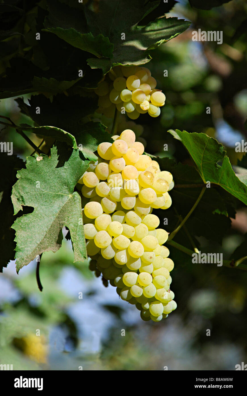Indian grapes hi-res stock photography and images - Alamy