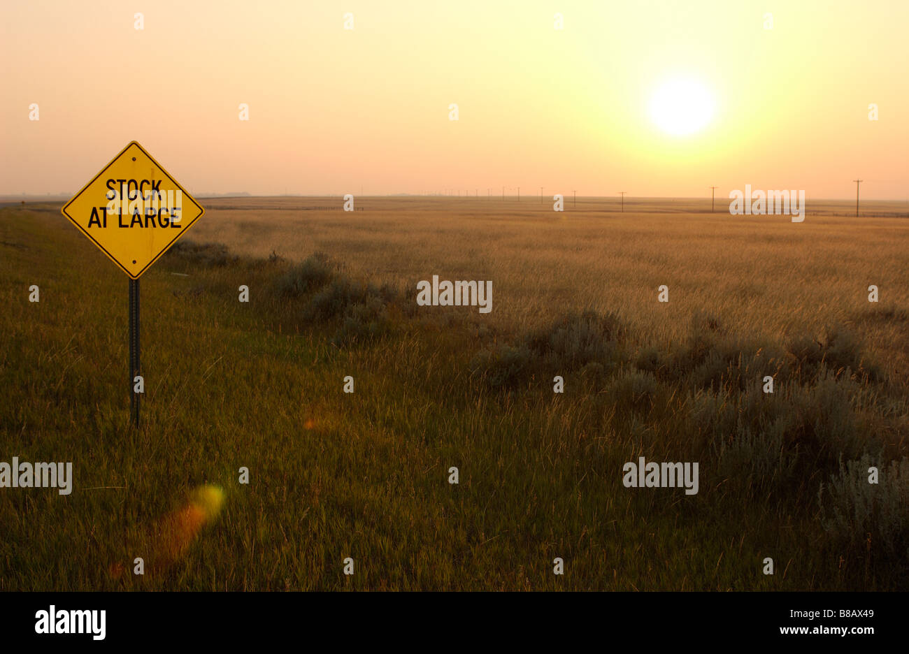 Cattle Warning Sign Dusk, Southern Alberta Stock Photo - Alamy