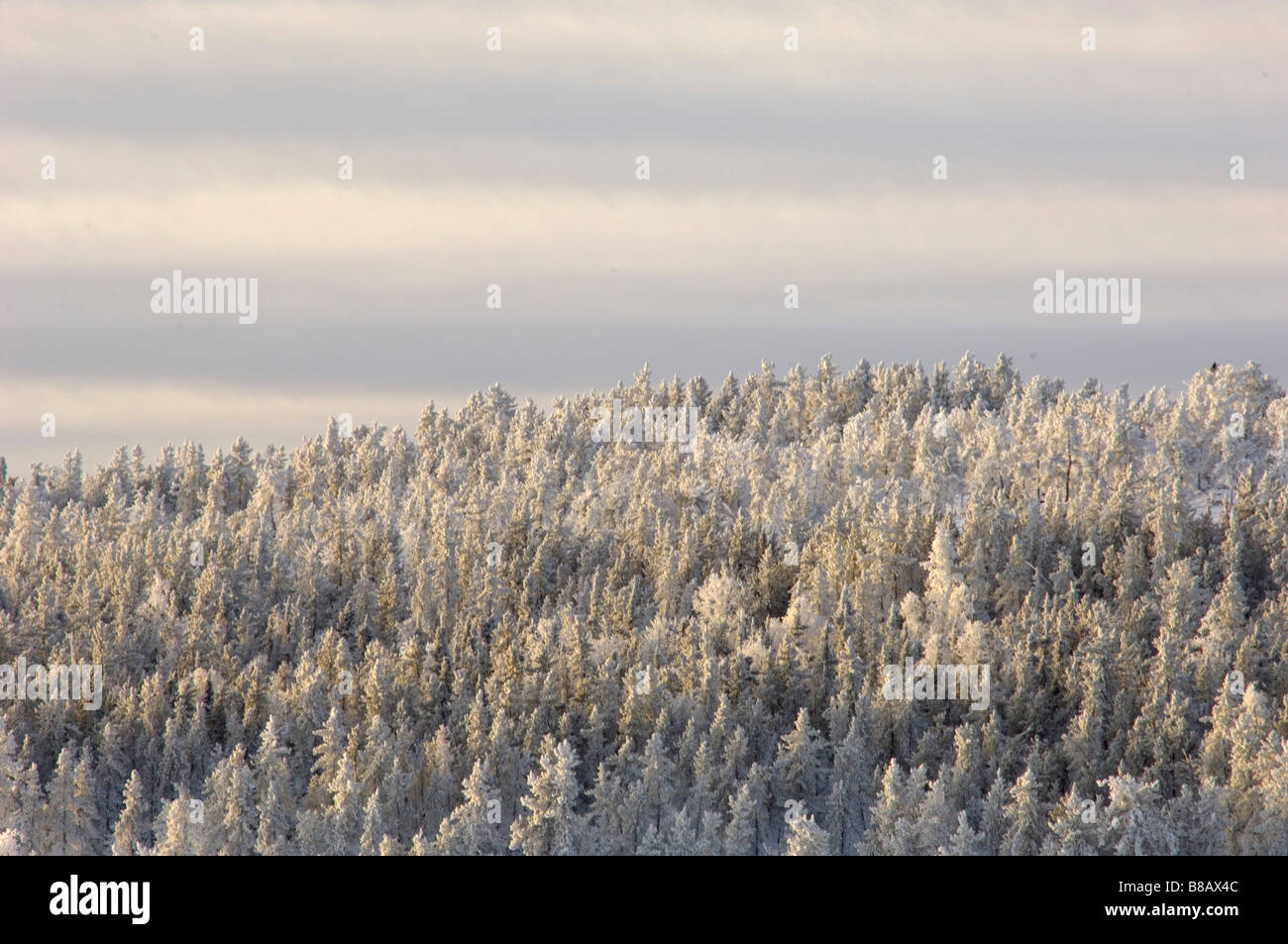 Hoar Frost Trees, Yellowknife, Northwest Territories Stock Photo - Alamy