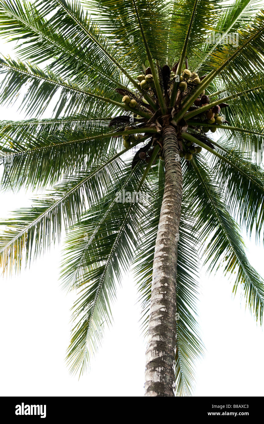 Palm tree isolated white hi-res stock photography and images - Alamy