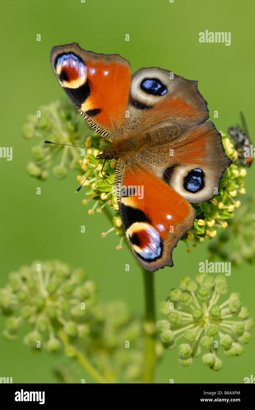 Butterfly of germany hi-res stock photography and images - Alamy