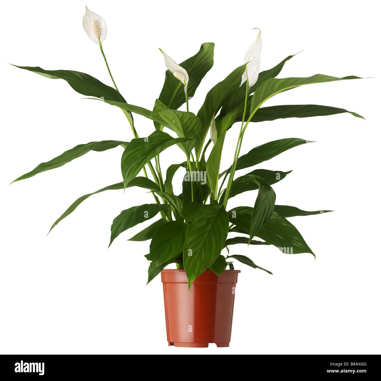 Peace lily pot hi-res stock photography and images - Alamy