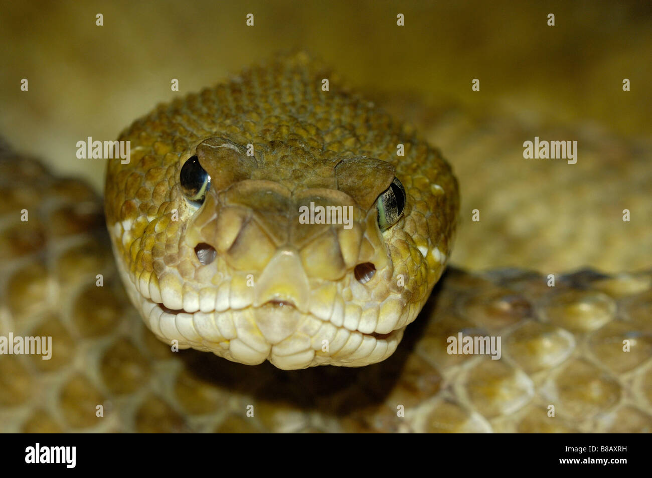 Basilisk rattlesnake hi-res stock photography and images - Alamy