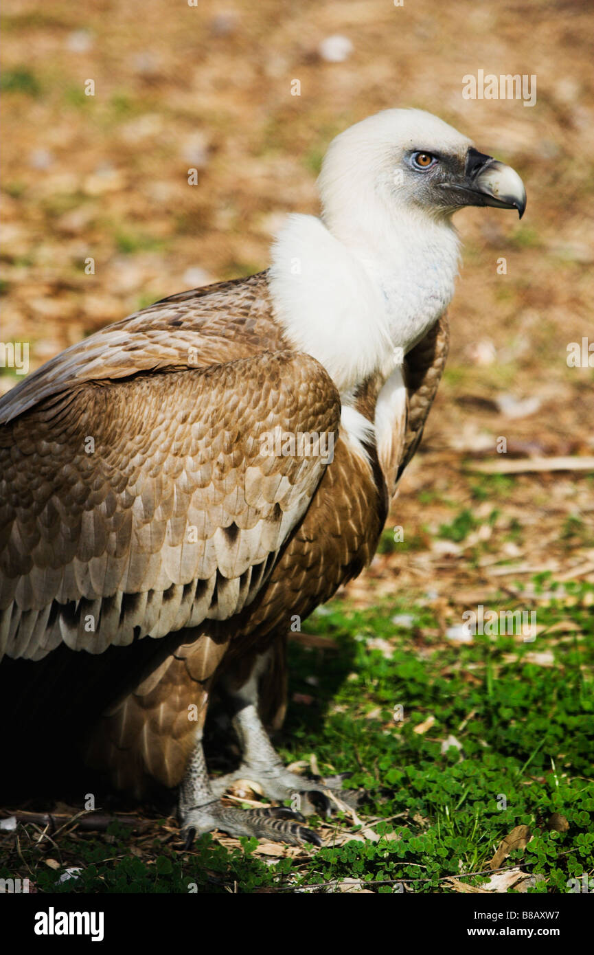 Predetor bird hi-res stock photography and images - Alamy