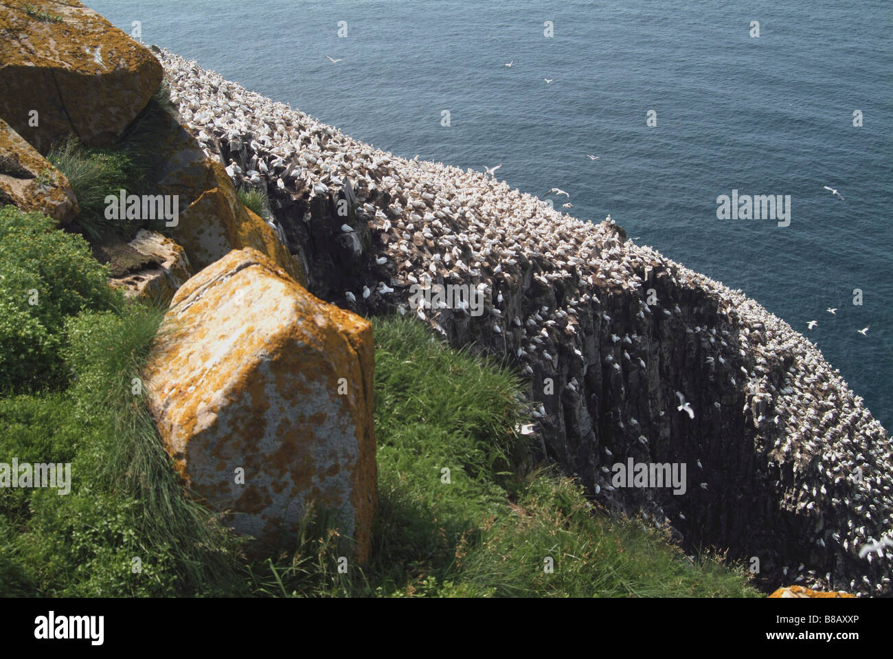 Birds Rock, Cape St Mary's, Newfoundland Stock Photo - Alamy